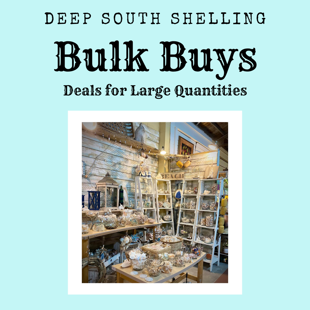 Collections – Deep South Shelling