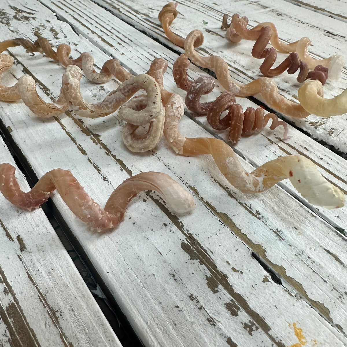 Tube Shell Set/2 – Deep South Shelling