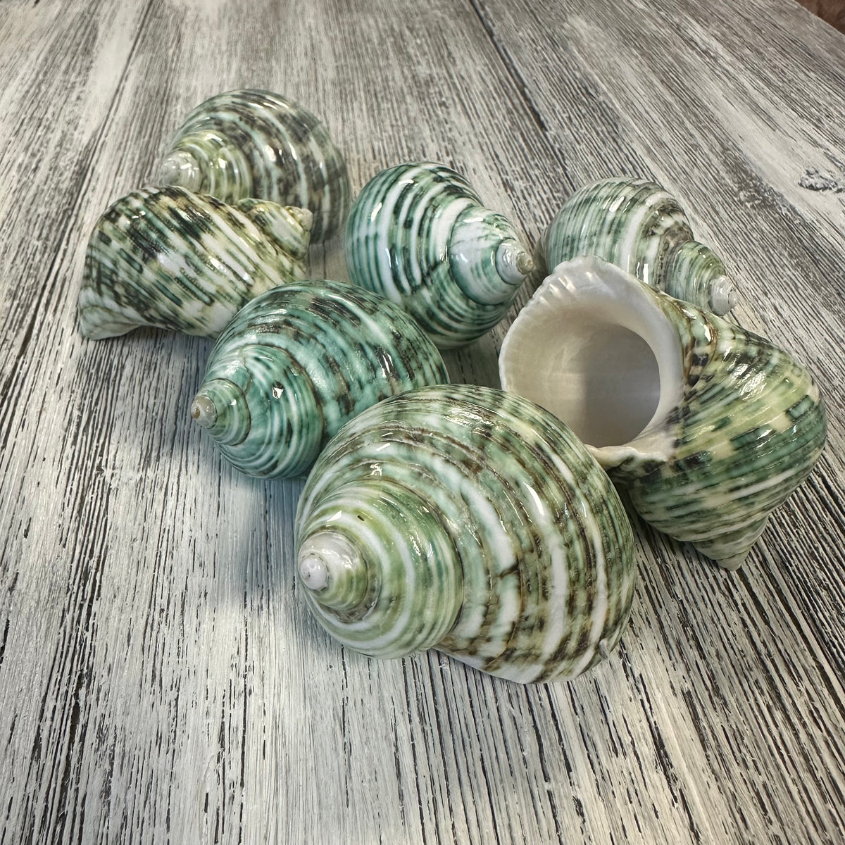 Green Turbo Seashell – Deep South Shelling