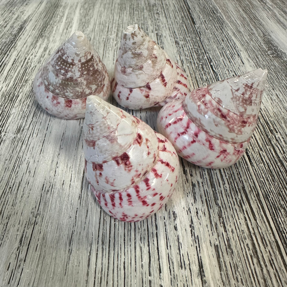 Red Trochus Seashell – Deep South Shelling