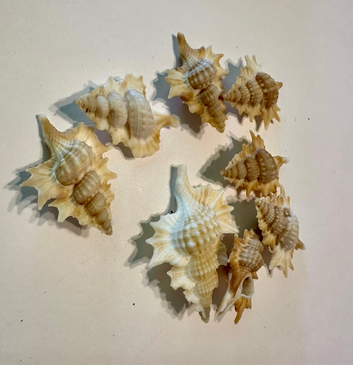 Maple Leaf Shells Q4 – Deep South Shelling