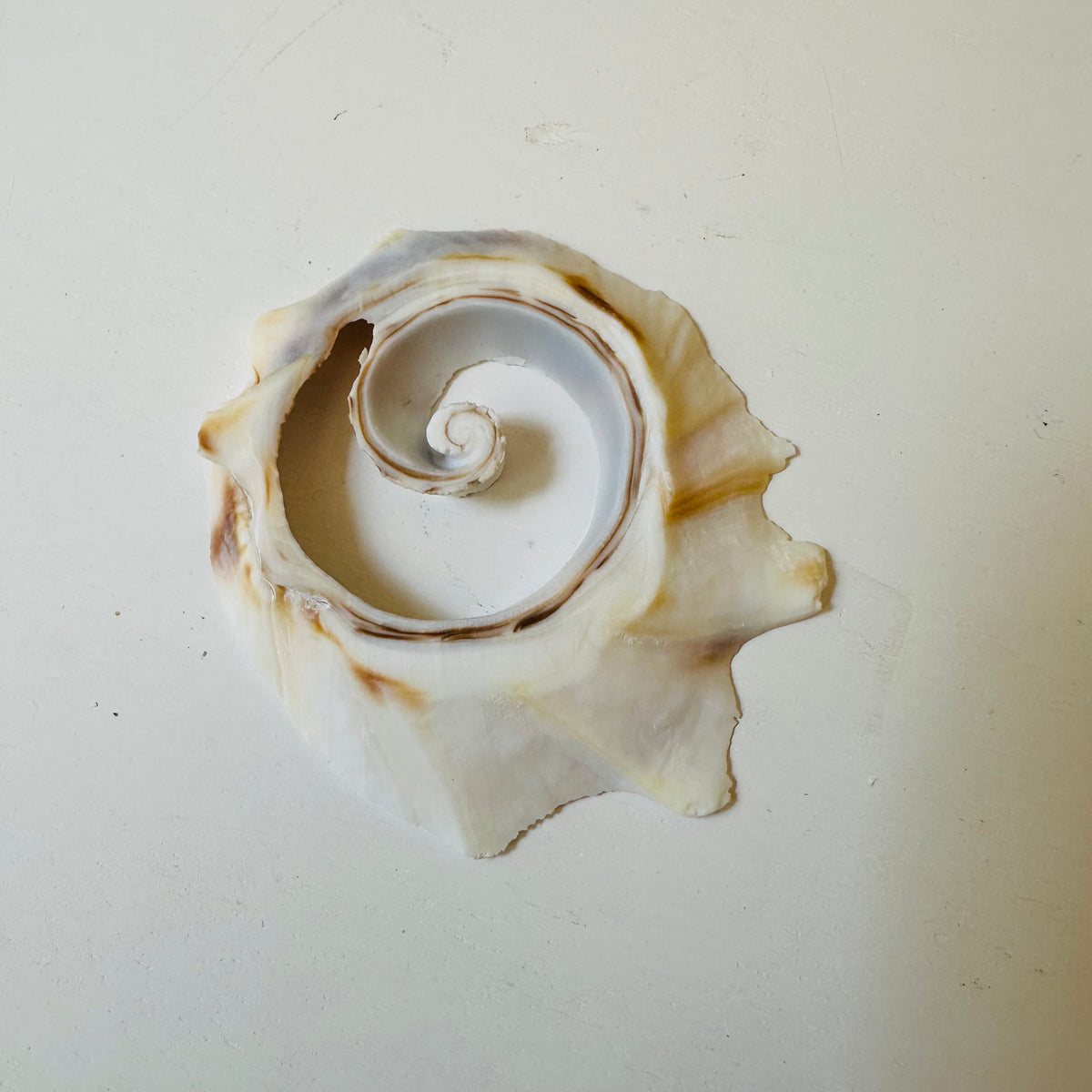 Top Sliced Shell Whelk Q1 – Deep South Shelling
