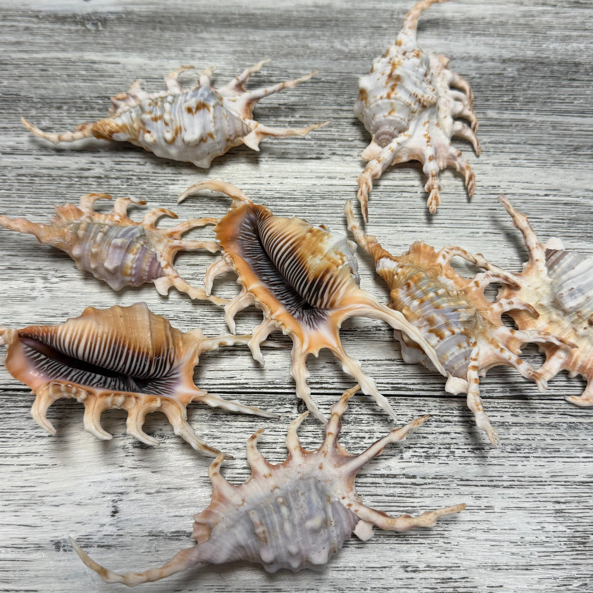 Spider Conch Q1 – Deep South Shelling
