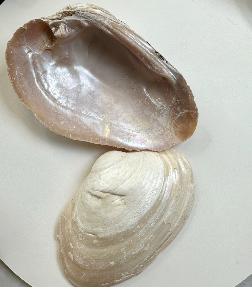 Natural River Clam Q1 – Deep South Shelling