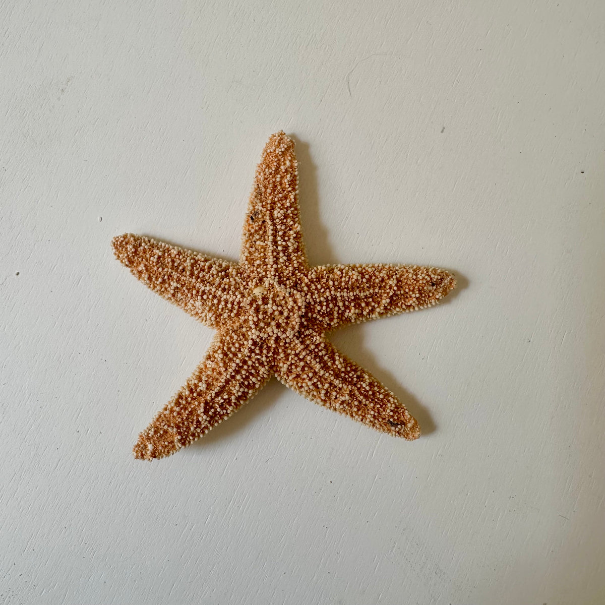 Sugar Star 2-4” Q1 – Deep South Shelling