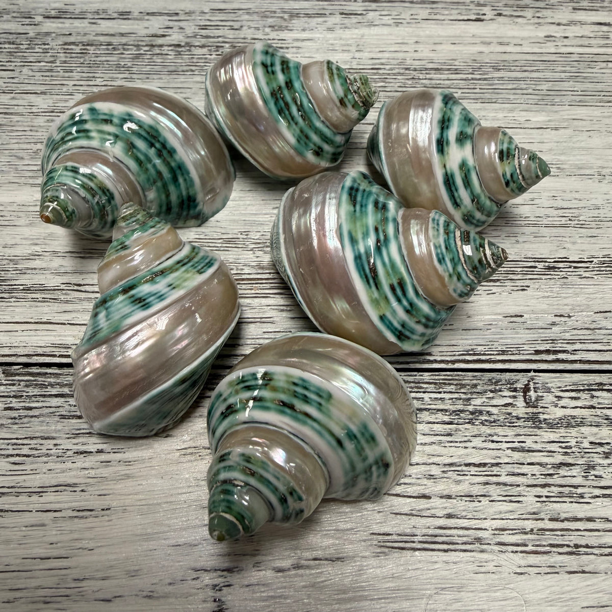 Striped Green Turbo Shell Q1 – Deep South Shelling