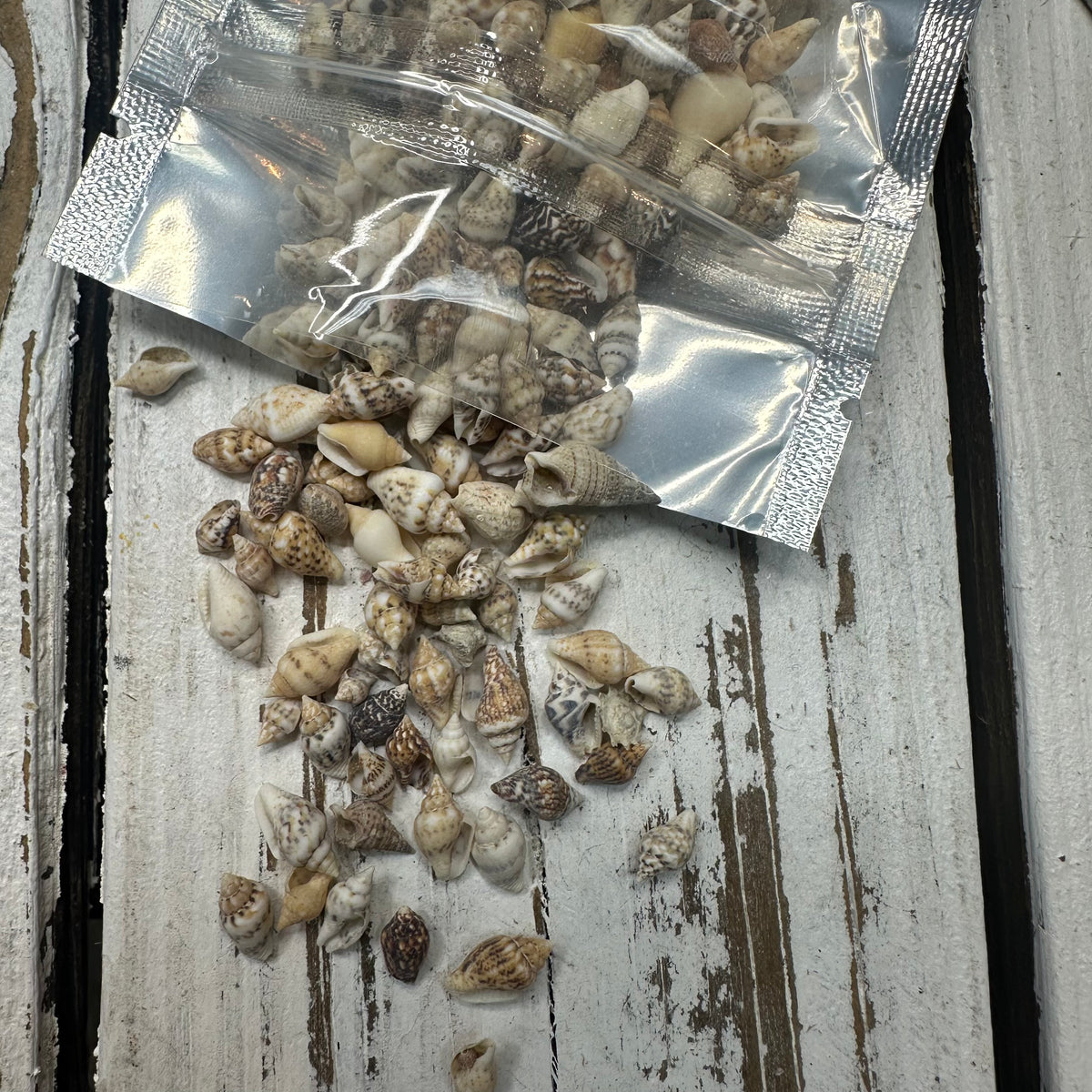Brown Nassa Shells 2 oz – Deep South Shelling