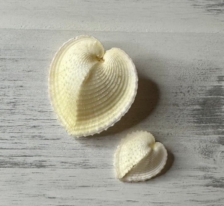 XL Cardium Cardissa Heart Shell – Deep South Shelling