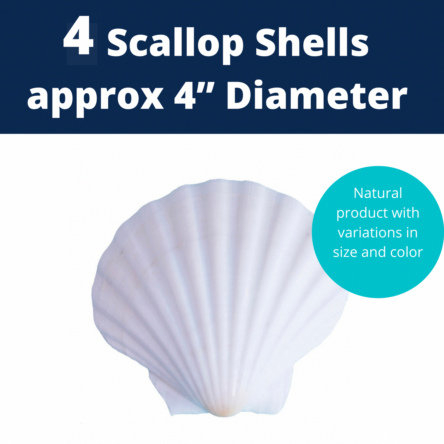 Deep English Scallop Shells 3-4" Q4 – Deep South Shelling