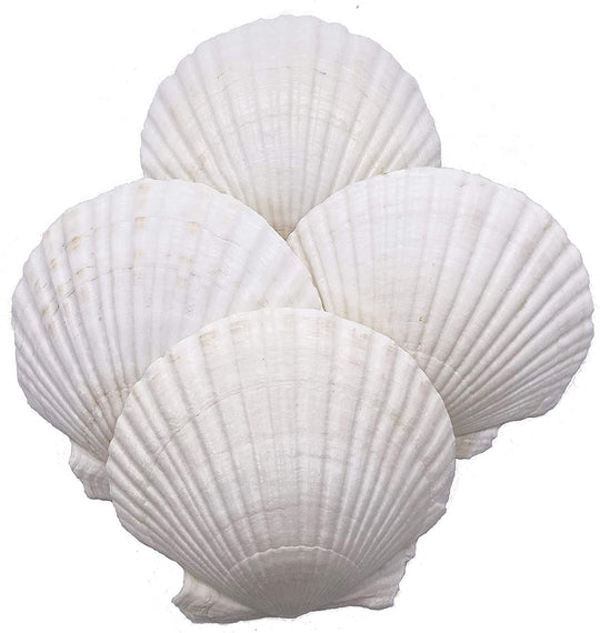 Deep English Scallop Shells 3-4" Q4 – Deep South Shelling