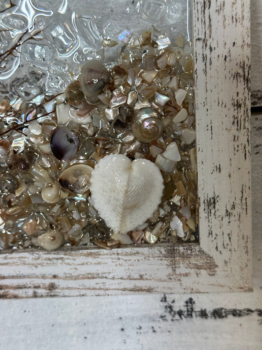 Cardium Cardissa Heart Shell – Deep South Shelling